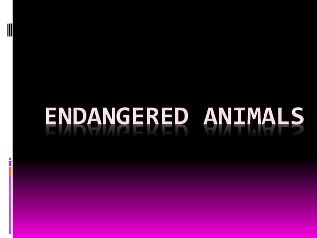 Bear history | ODP | Large Animals | Pets