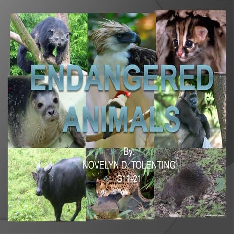Endangered Animals | PPTX