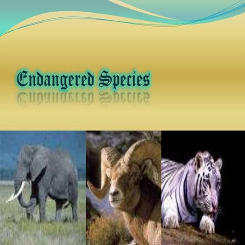 Endangered Species : Power Point Presentation