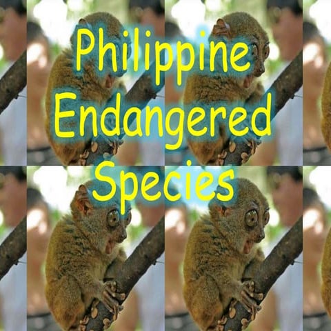 Animal species in the Rainforests Philippines biodiversity and ...