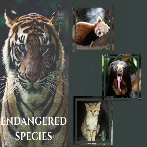 Endangered species | PPT