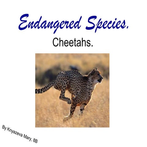 Introduction of Cheetahs from Africa to Kuno National Park Wildlife ...