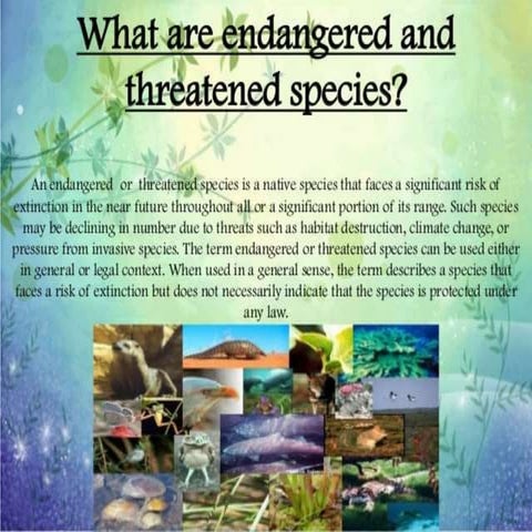 Endangered species 3 animal | PPT
