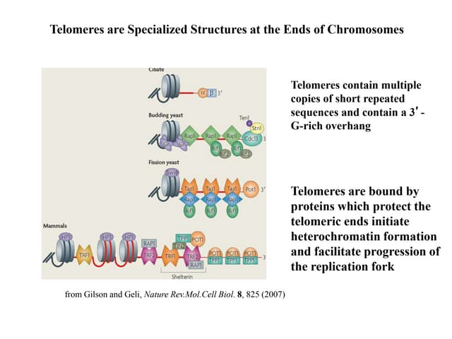 Telomere replication.pptx