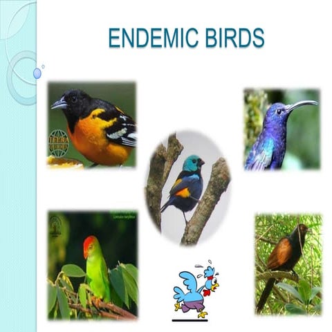 Endemic birds (1) | PPTX