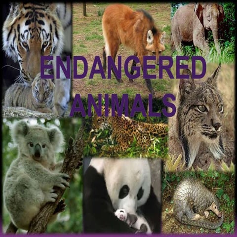 Endengered animals | PPTX