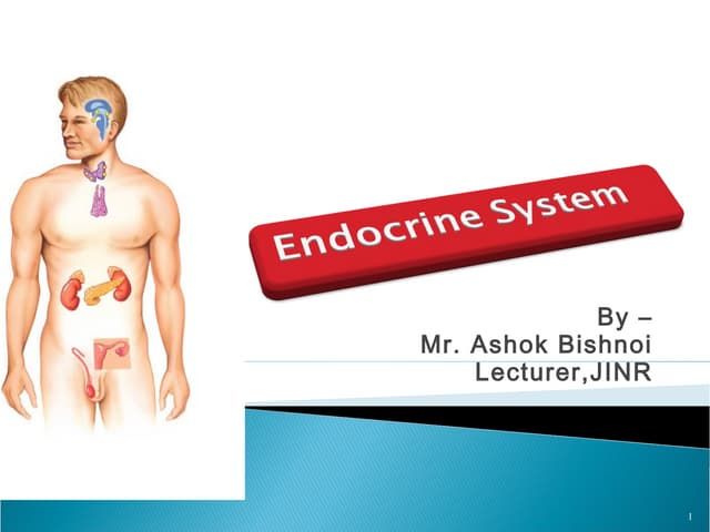 Endocrine System Anatomy | PPTX