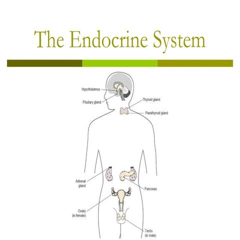 Endocrine-System.ppttttttttttttttttttttt | PPT