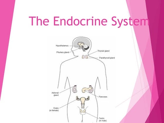 Endocrine-System introduction for grade 10 who is confused.ppt