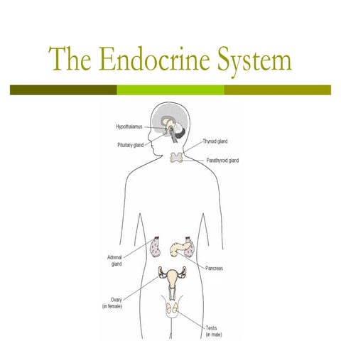 Endocrine-System.ppt hormone and their function | PPT