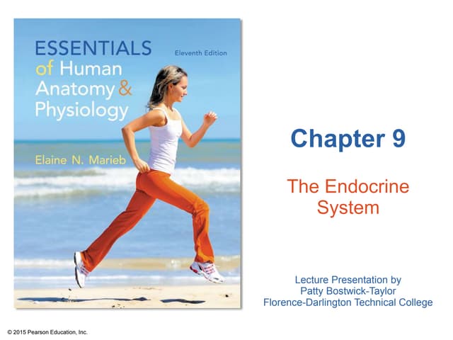 Endocrine System Powerpoint Presentation Ppt