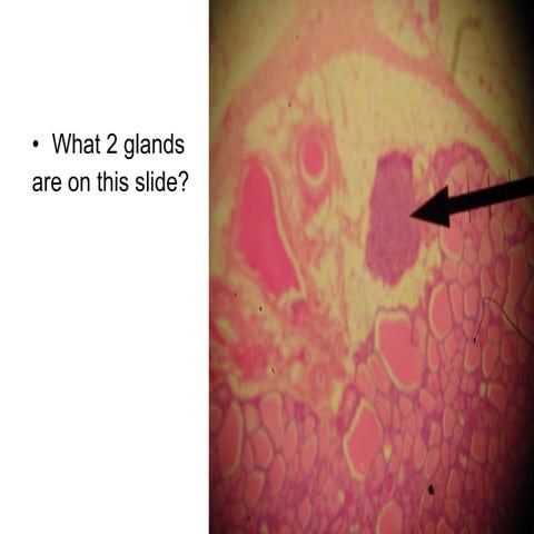 Endocrine And Nervous Slides | PPT