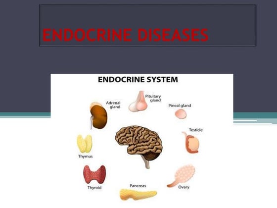 Endocrine system - endocrinologists | PPTX | Endocrine and Metabolic ...