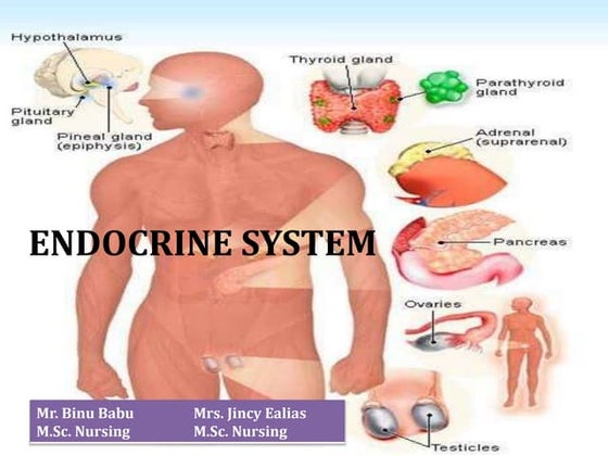 Endocrine System Anatomy | PPT