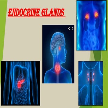 Endocrine Glands.pptx B.Sc. III yr Animal Physiology | PPTX
