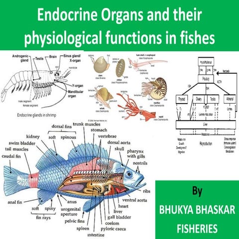 Endocrine Organs and their physiological functions in fishes by B.pptx