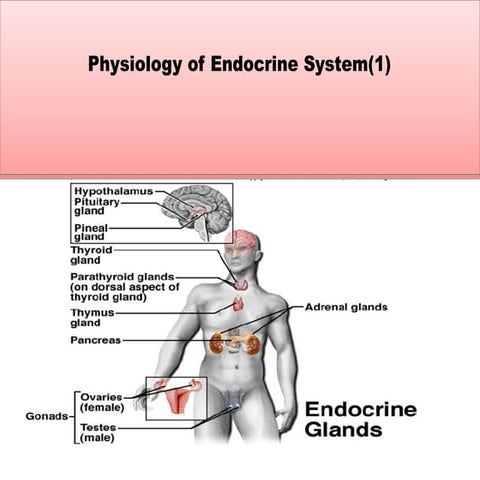 endocrine pdf.pptx,hormones,glands,enzymes | PPTX