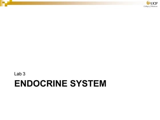 Endocrine physiology MCQs | PDF