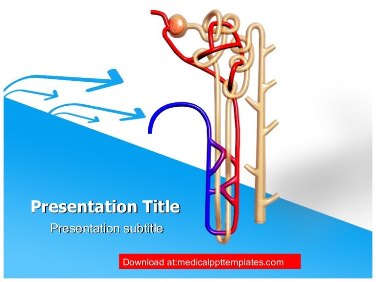 Endocrine Powerpoint Template