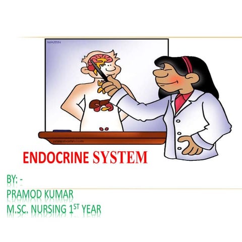 Endocrine System For Kids Powerpoint