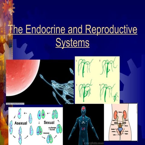 Endocrine Reproductive | PPT