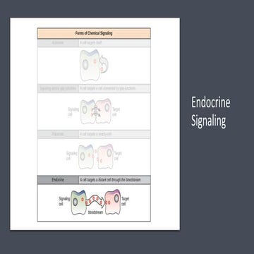 Endocrine Signaling | PPTX | Endocrine and Metabolic Diseases ...