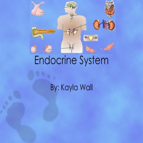 Endocrine System | PPT