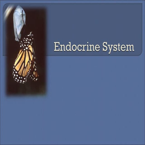 Endocrine System | PPT
