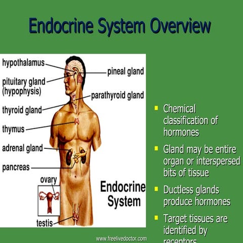 Endocrine System | PPT | Free Download