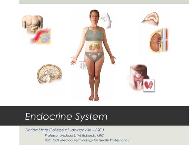 Lecture 25 the endocrine system | PPT