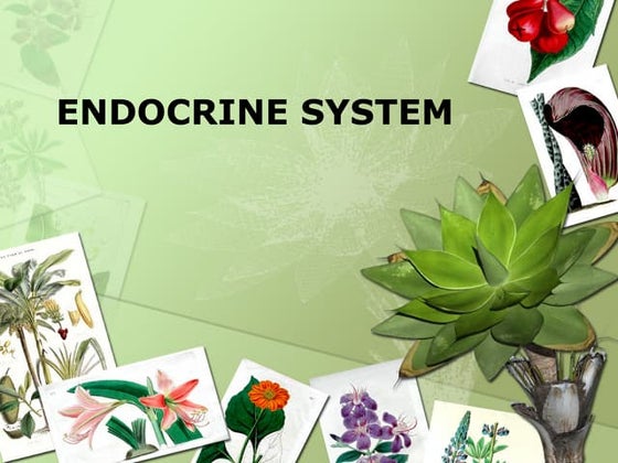 Endocrine System Anatomy | PPT