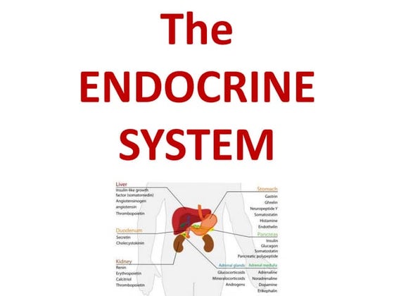 Endocrine System Anatomy | PPT