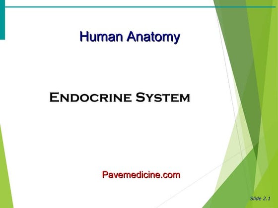 Endocrine System Anatomy | PPT