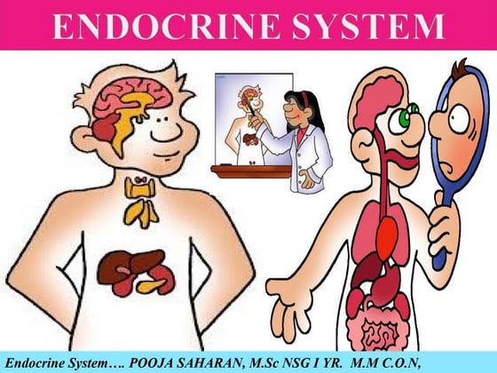 Endocrine System Anatomy | PPT