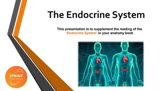 Endocrine System Anatomy | PPT