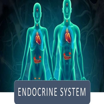 Endocrine System Anatomy | PPTX