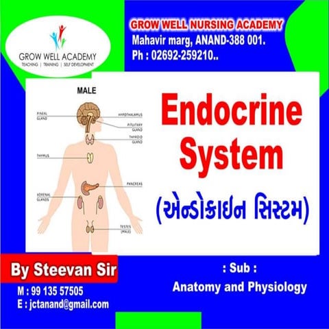Endocrine system | PPT