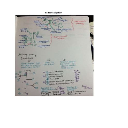 Endocrine system.docx