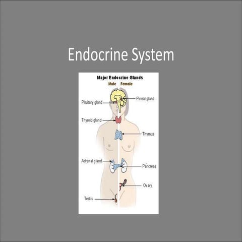 Endocrine System.ppt