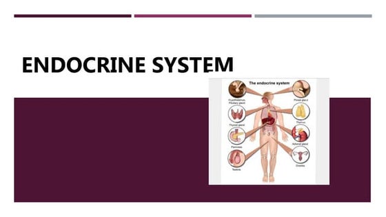Endocrine and Lymphatic System | PPTX