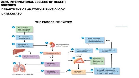 Endocrine charts | PPTX | Thyroid Disorders | Endocrine and Metabolic ...