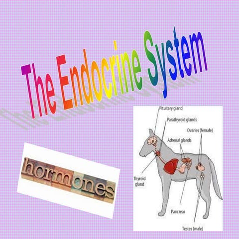 Endocrine System presentation general.ppt
