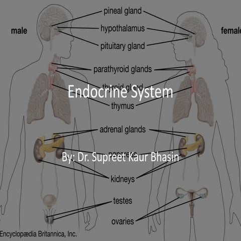 Endocrine System.pptx.pdf glands and its hormones and dysfunctions | PDF