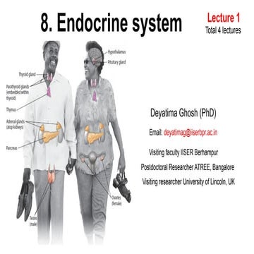 Endocrine System | PPT