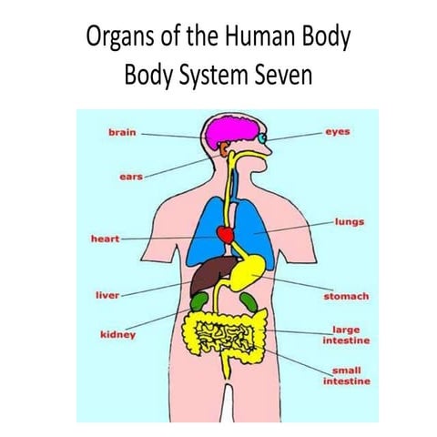 Organs of the Human Body by Dean Berry | PPTX | Endocrine and Metabolic ...