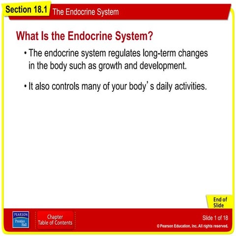 Endocrine System - Lesson 19.ppt