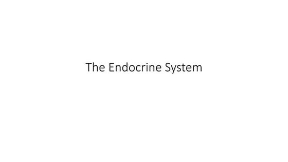 Endocrine System Anatomy | PPT