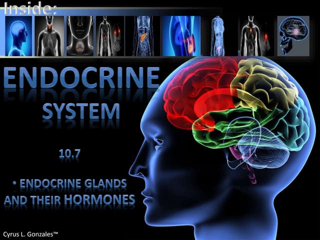 The Endocrine System | PPT