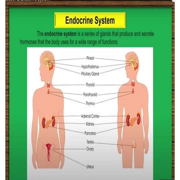 endocrine system lesson 1 [Autosaved].pptx