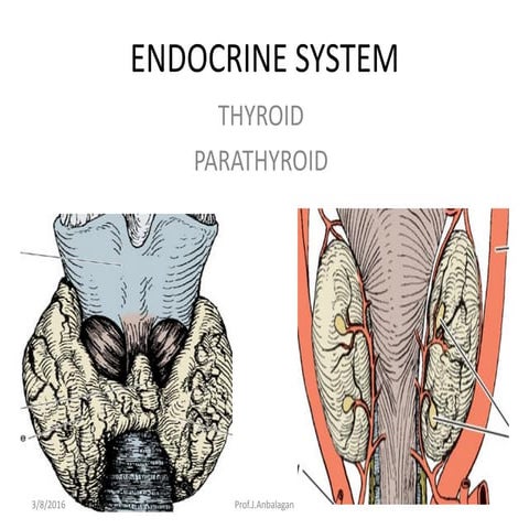 Parathyroid Glands- Gross Anatomy & Histology by Dr. Rabia Inam ...